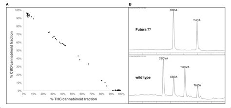 Phenotypic Variability In Cannabinoid Composition In Exotic Cannabis