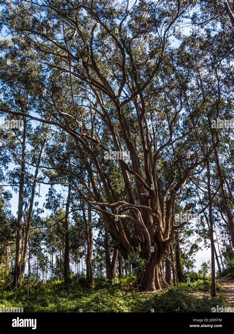Large Multi Trunk Tree On Palomarin Trail Pt Reyes National Seashore