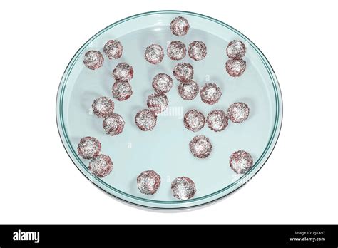 Human Embryonic Stem Cells In Petri Dish Computer Illustration Stock