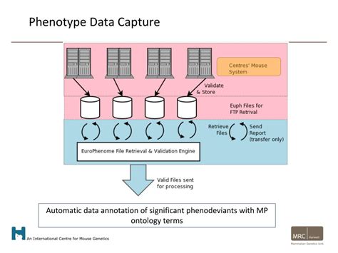 Ppt Mining Phenotype Databases To Identify Mouse Models Of Clinical