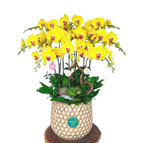 Chậu Hoa Lan Hồ Điệp Vàng 10 Cành Domy Flower Store