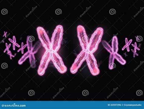 Xx Female Chromosome Concept Stock Photo Image Of Cell Human