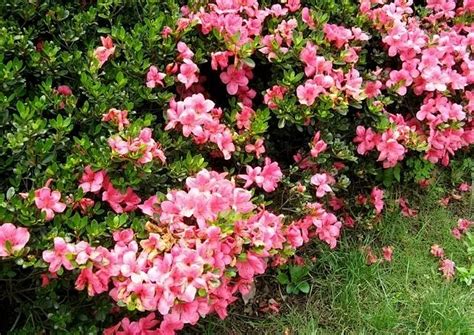 X 夏鹃 2 花瓣网