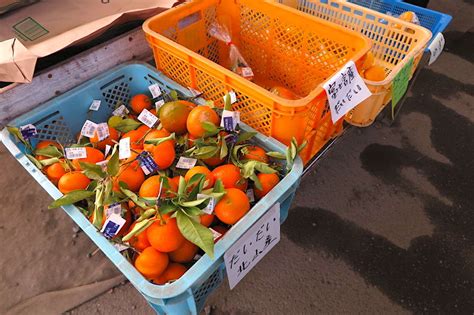 新しい年を迎えるためのお正月飾りと富士宮くらし。地場野菜の直売所にまつわるエトセトラ。 富士宮やきそば＆フードバレー公式ガイド