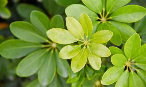 Schefflera Vermehren So Klappt Es Mein Schöner Garten