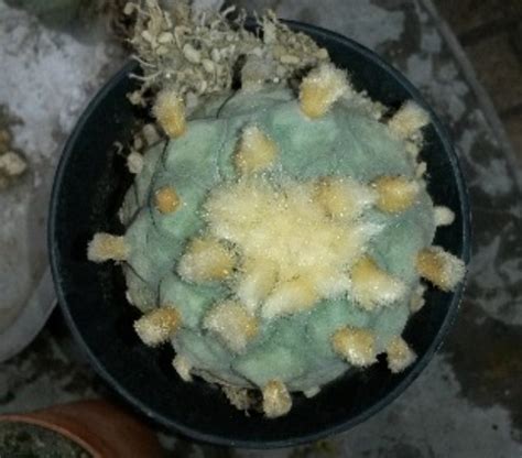 艳肌翠冠玉 仙人掌科 乌羽玉 多肉植物 仙人球 花卉 盆栽 带母本 堆糖美图壁纸兴趣社区