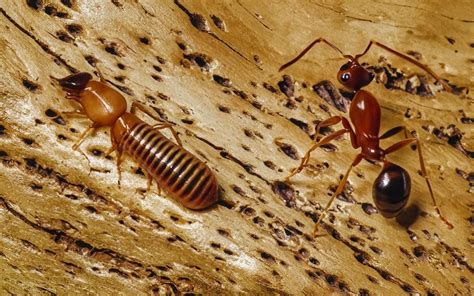 The Signs Of Carpenter Ants Vs Termites Revealed