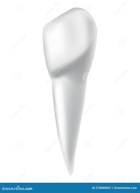 Tooth Anatomy Medical Banner Or Poster Illustration Realistic White