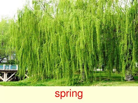 unit 7 the seasons lesson13 word文档在线阅读与下载 免费文档