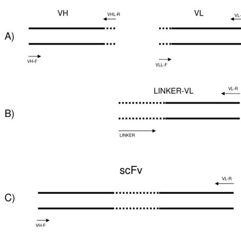 Vh Linker And Vl Nucleotide Sequence And Predicted Amino Acid Sequence Download Table