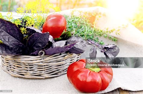 테이블에 후추와 바질 정원에서 수확한 신선한 유기농 채소 바구니 현지 농산물 도시 야채 정원에서 신선한 야채를 수확 가을에 대한 스톡 사진 및 기타 이미지 Istock