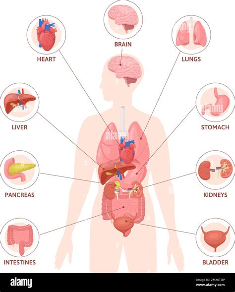 Infografías planas de órganos humanos con silueta del cuerpo con iconos