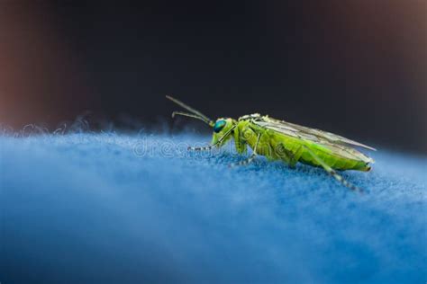Grasshopper On Clothes Stock Image Image Of Insect 157371655