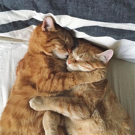 Create Meme Cats Kus Pictures Favourite Cats Kittens Cuddling