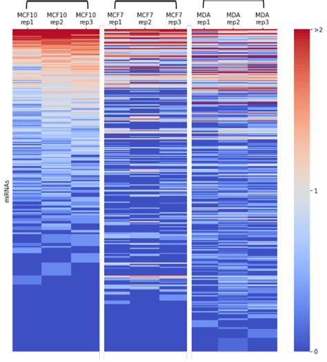 Heatmap Of Mirna Expression In Breast Cancer Cells Expression Of