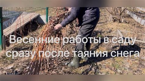 Весенние работы в саду сразу после таяния снега Youtube