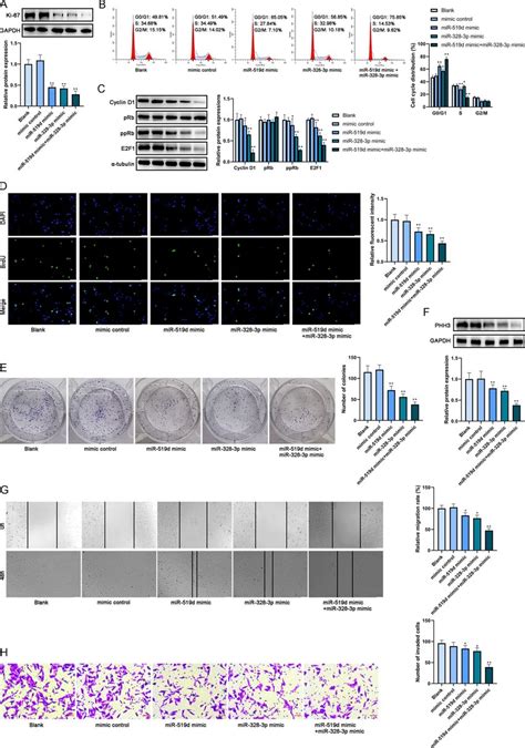 Co Transfection And The Combinatorial Effects Of Mir 519d And