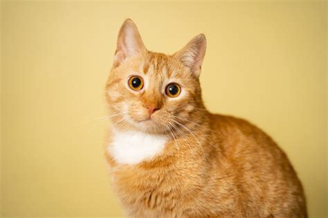 250 Creative Yellow Cat Names For Your Best Furrend
