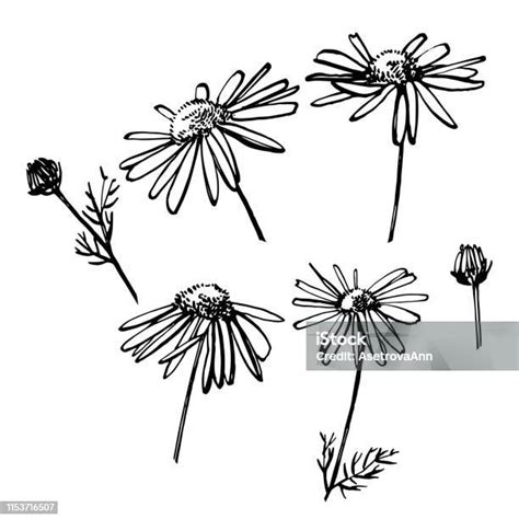 카모마일 또는 데이지 꽃 식물 그림입니다 화장품 의학 치료 아로마 테라피 간호 패키지 디자인 필드 부케에 좋습니다 손으로 그린 야생 건초 꽃입니다 0명에 대한 스톡 벡터
