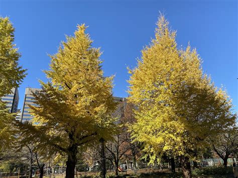 ビジネス街のオアシス日比谷公園新東京百景東京都千代田区 丘の街多摩さんぽTAMA SAMPO耳をすませばあらいぐま