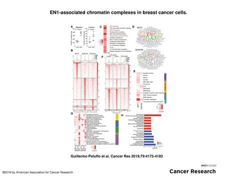 EN1-associated chromatin complexes in breast cancer cells. - ppt download