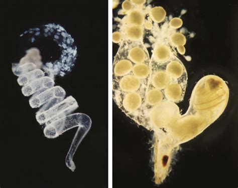 The Mysteries Of Firefly Sex A Scientists Notes From The Field