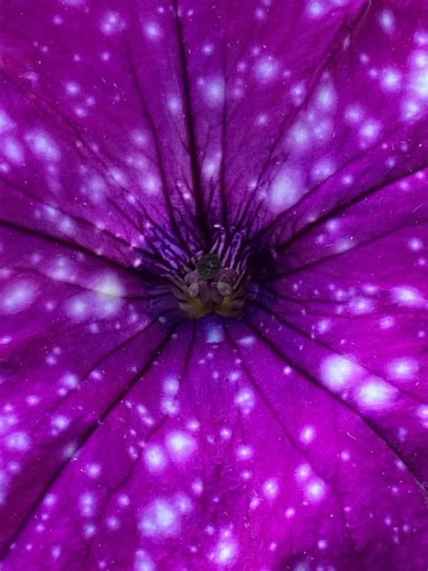 I Cant Get Over These Space Butthole Flowers Rgardening
