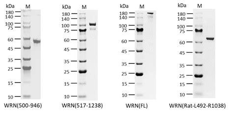 Comprehensive Wrn Target Capabilities Proteins Assays And In Vivo
