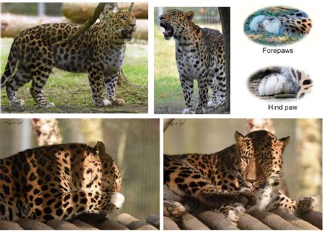 Mutant Leopards
