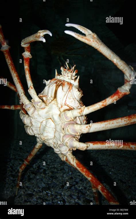 Japanese Spider Crab Macrocheira Kaempferi Taken At Two Oceans Aquarium