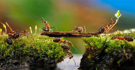 Fourmis la division du travail entre les différentes ouvrières Dossier