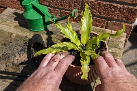 Asplenium Plant Being Planted In A Pink Plant Pot On A Table Stock Image Image Of Botany