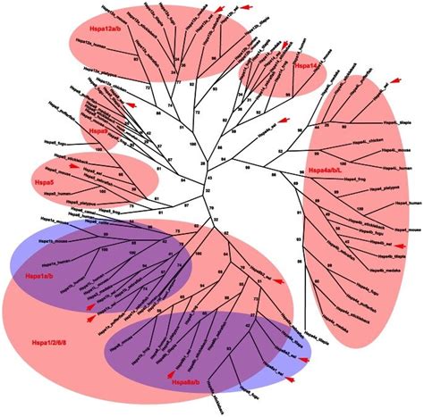 The Phylogenetic Tree Was Constructed Using The Maximum Likelihood Download Scientific Diagram