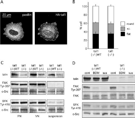 Figure From Talin Is Critical For Force Dependent Reinforcement Of Initial Integrin