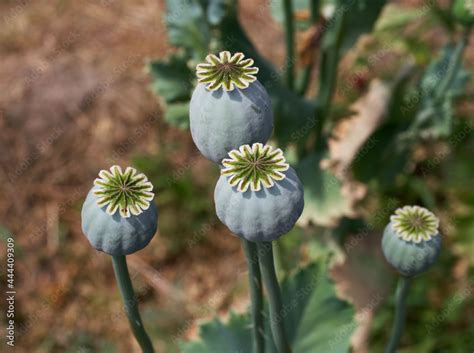 Opium Poppy Heads Close Up Papaver Somniferum Commonly Known As The