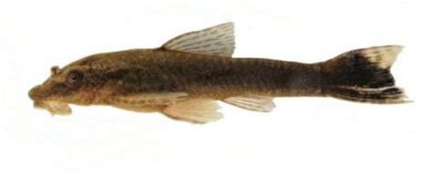 Hisonotus Nigricauda