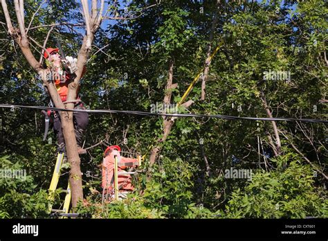 Different Types Of Tree Pruning Ewf 2014