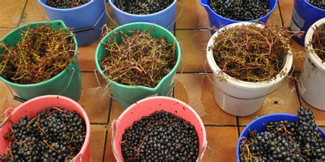 Wine Tours Uncorked Wine Tours
