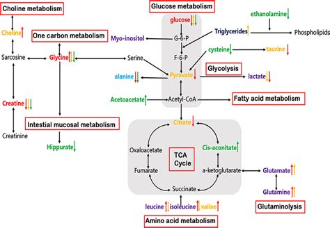 Altered Metabolic Pathways For The Most Relevant Distinguishing Download Scientific Diagram