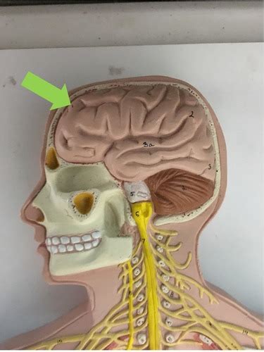 A And P Lab Nervous System Flat Model Flashcards Quizlet