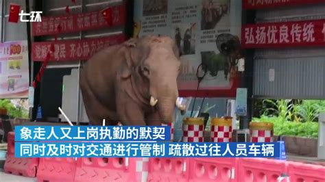云南普洱一独象闯入边检站 还顺走一个锥桶 搜狐大视野 搜狐新闻