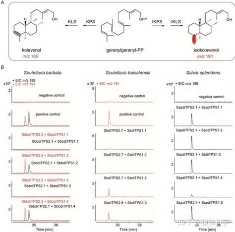 Mol Plant 中科院分子植物科学卓越创新中心揭示抗癌物质克罗烷型二萜代谢途径的多起源特征 知乎