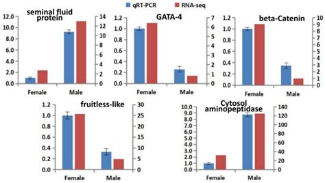 Transcriptome Profiling Reveals Genes Related To Sex Determination And Differentiation In