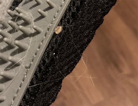 What Are These In My Cats Fur Rcats