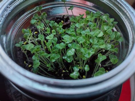 Soil Bugs Rindoorgarden