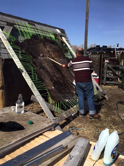 Make Your Own Bison Robe Class Deposit Montana Survival Seed