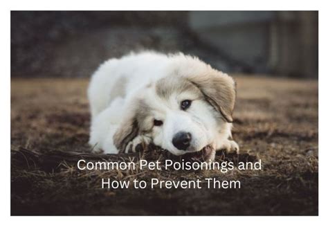 Common Pet Poisonings And How To Prevent Them Emedicodiary