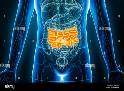 X Ray Anterior View Of Human Jejunum Part Of The Small Intestine 3d