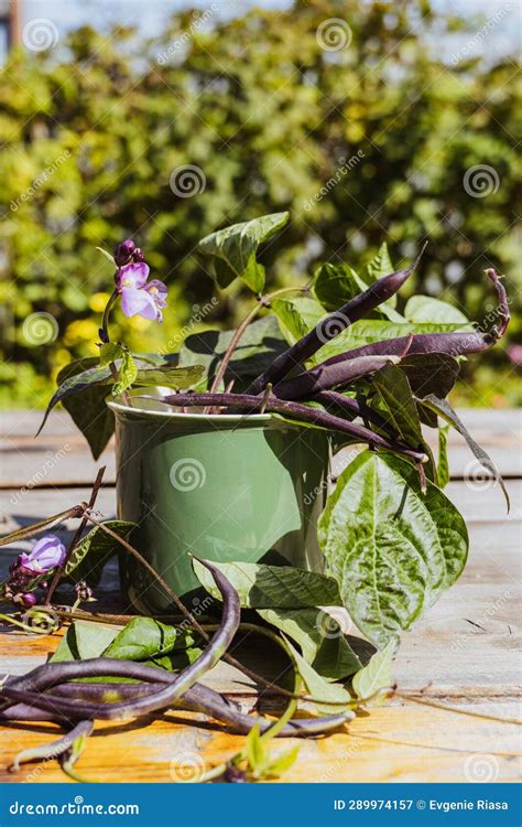 Purple String Beans In A Mug Purple Bean Pods In A Green Mug On A