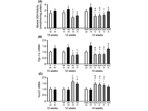 Soleus Muscle Succinate Dehydrogenase SDH Activity A And MRNA
